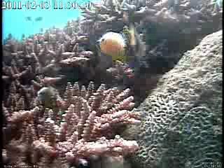 Advanced Low Light Fish Species Identification - Roboflow Universe