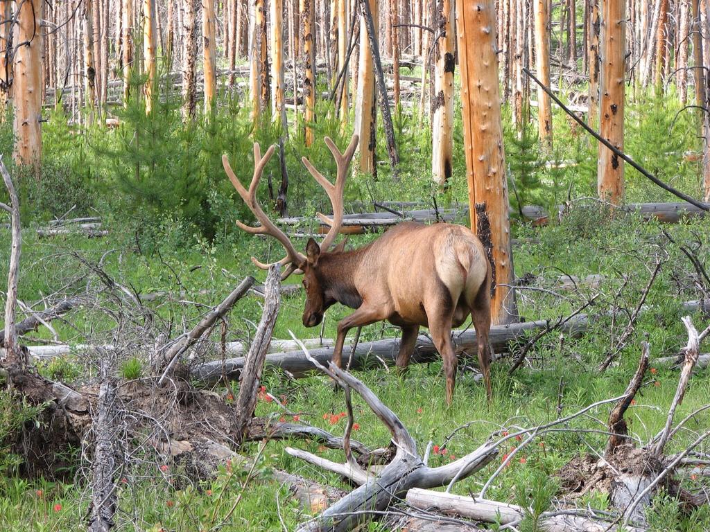 wildlife Object Detection Model by project-vbv5j