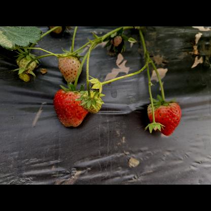 strawberry Object Detection Dataset and Pre-Trained Model by Saruta NOnthasiriwat