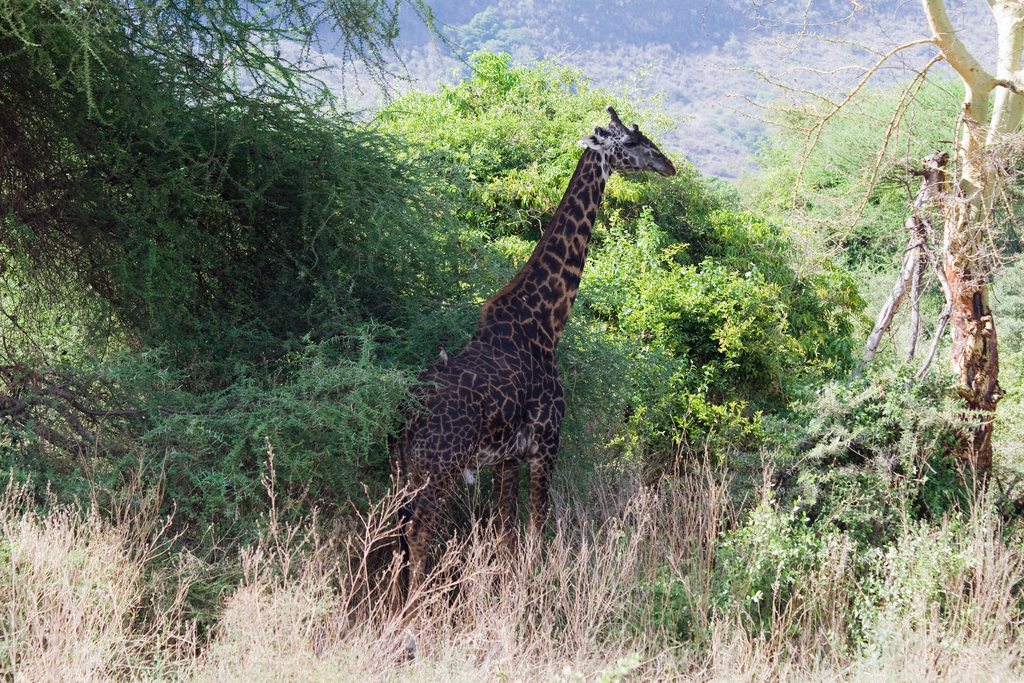 RoboticsTask - Roboflow Universe