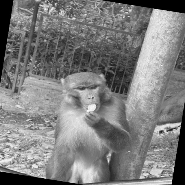 Monkey Detection System 5 Object Detection Model by Laxmi Shrestha