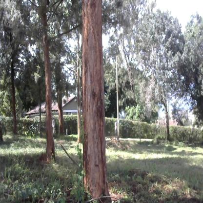 Tree Trunks Dataset Object Detection Dataset by ICws