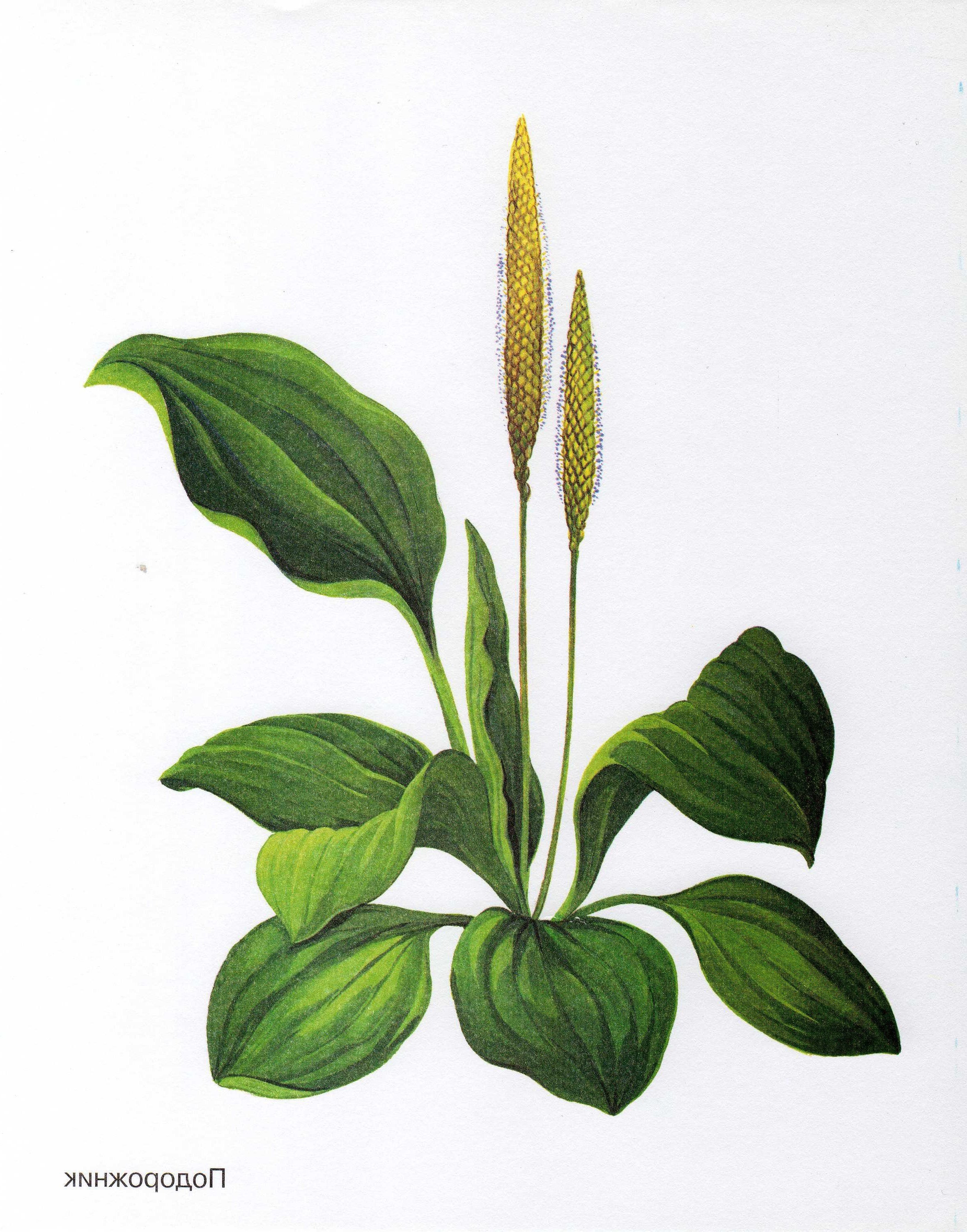 plants Object Detection Dataset and Pre-Trained Model by Elizaveta