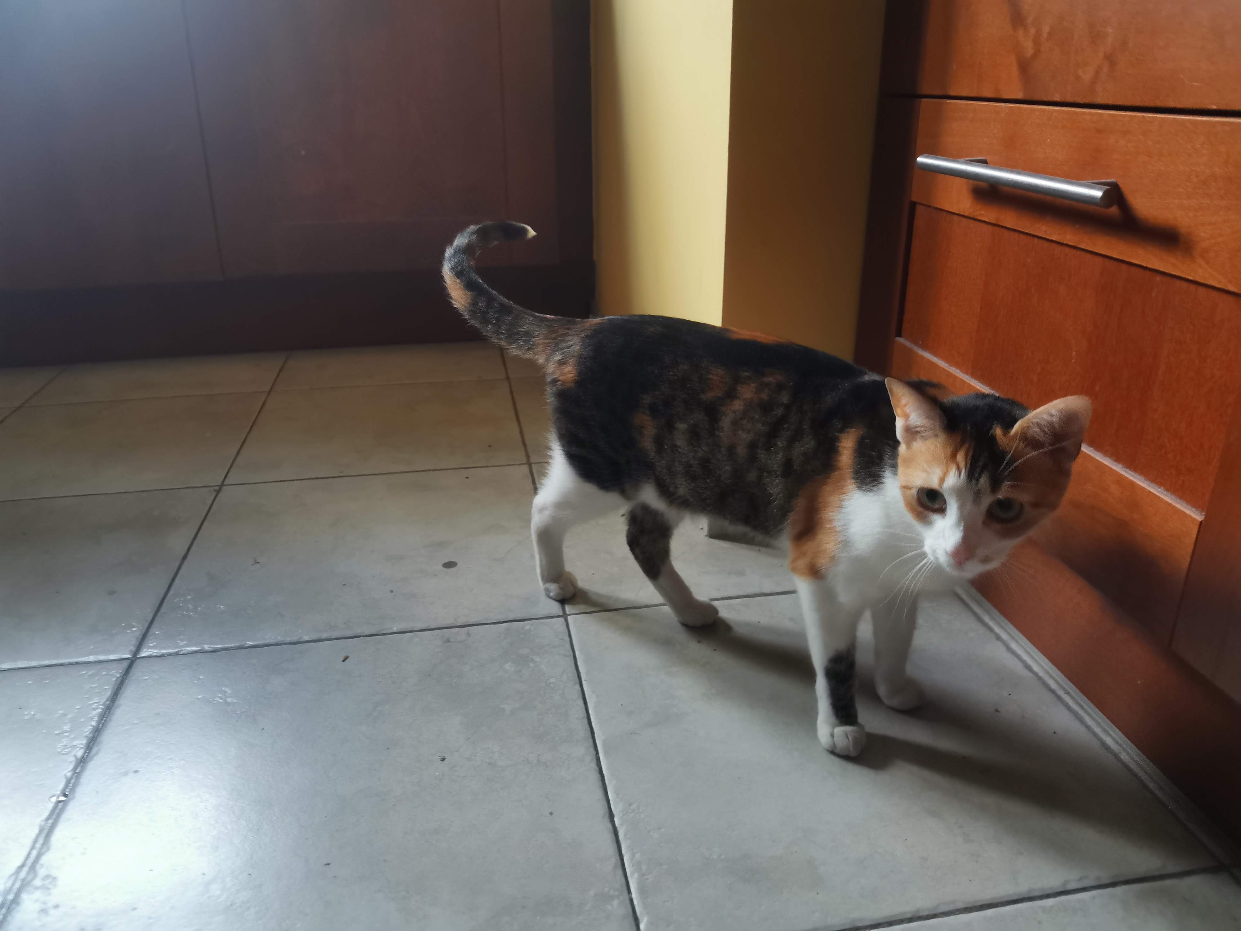 Cat Detection Object Detection Dataset By Ruszczka