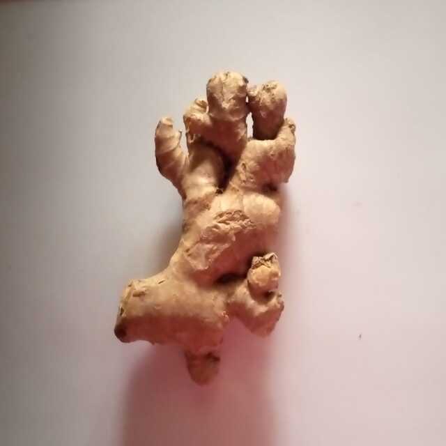 ginger diseases - Roboflow Universe