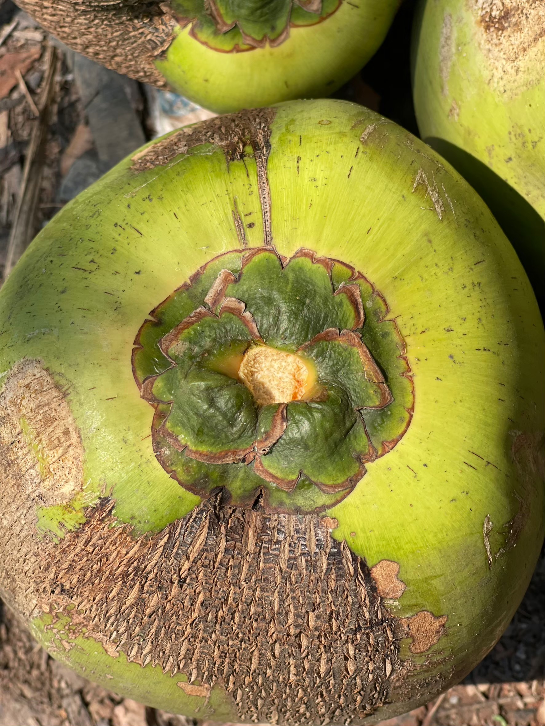 Nsc Coconut Object Detection Model By Cpe