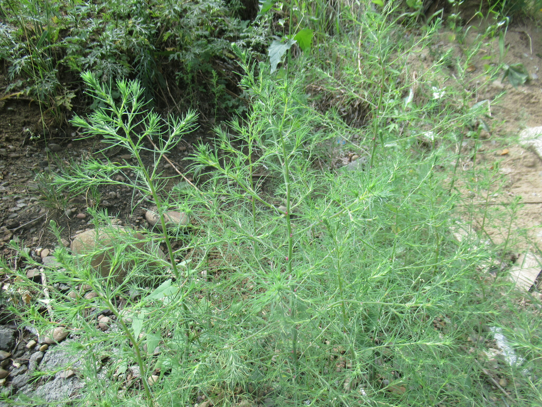 Plant Detection Model Object Detection Dataset And Pre Trained Model By