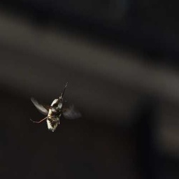 fly_detection Object Detection Dataset by Oybek Eraliev