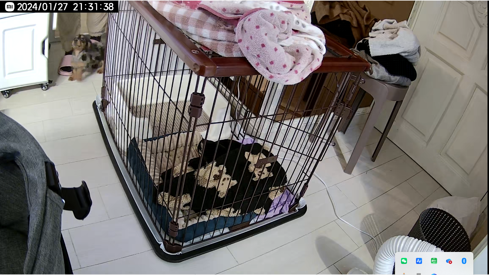 hedgehog and dachshund Classification Model by ambrose project