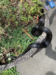 Snake Instance Segmentation Dataset by TNI