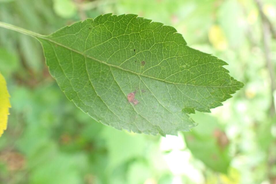 Apple Object Detection Model (v4, 2023-12-14 2:31pm) by panruixian