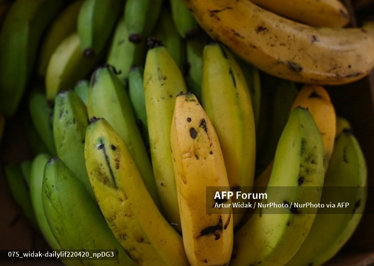 Banana Object Detection Model by Julie Mae Catigum