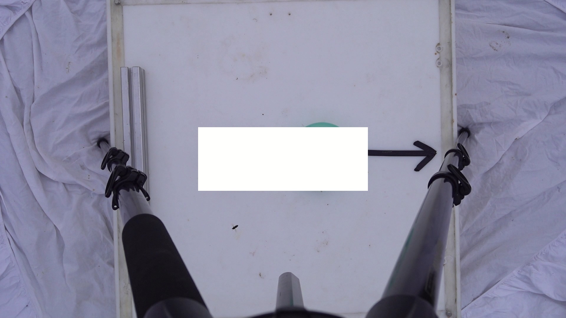detectie apis mellifera Object Detection Dataset by hornet