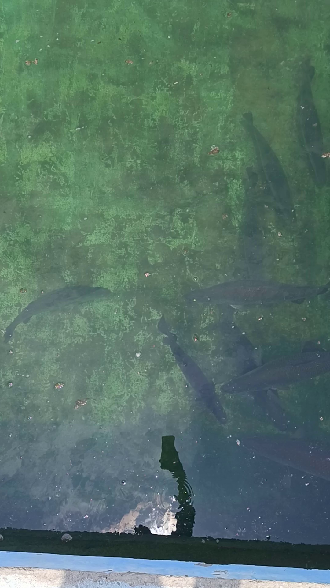 How To Use The Underwater Object Detection Api