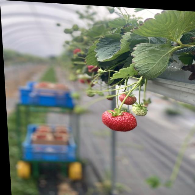 Strawberry Detection V1 Object Detection Dataset And Pre Trained Model By Gg