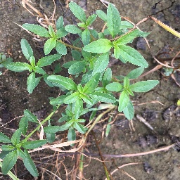 How to Use the weed detection 4 class Object Detection API