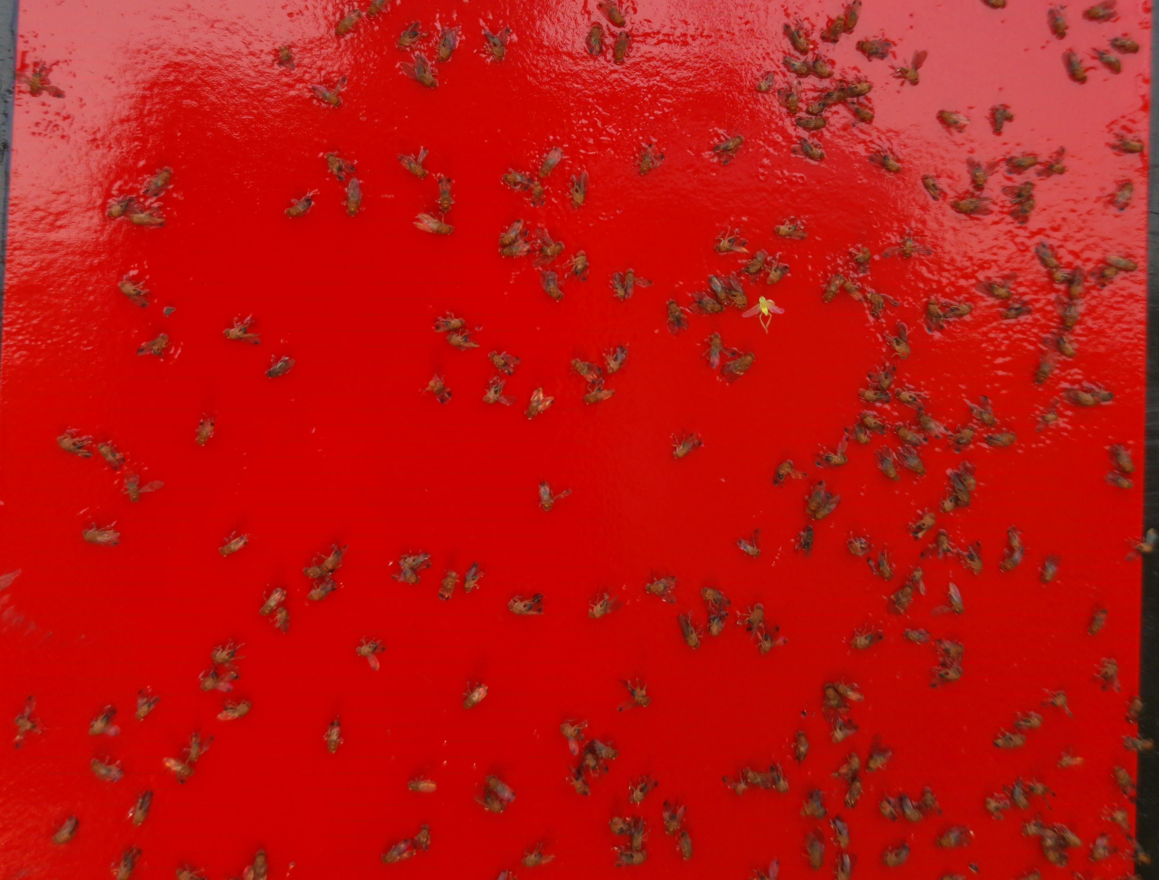 smart trap project Object Detection Dataset by datasets