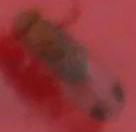 male female Classification Model by datasets