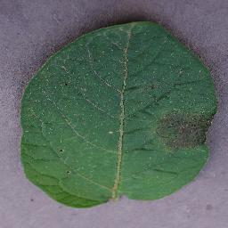 Leaf detection Object Detection Dataset and Pre-Trained Model by Leaf ...