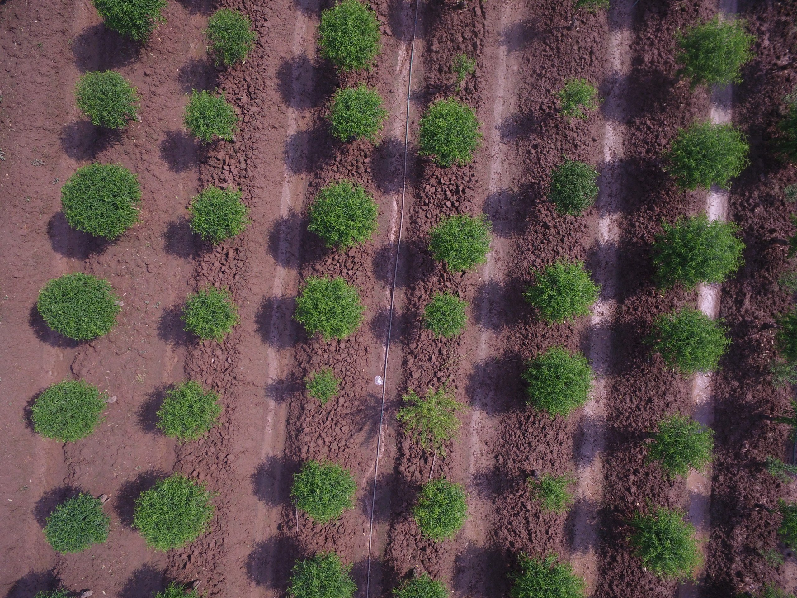 Drone in Forestry - Roboflow Universe