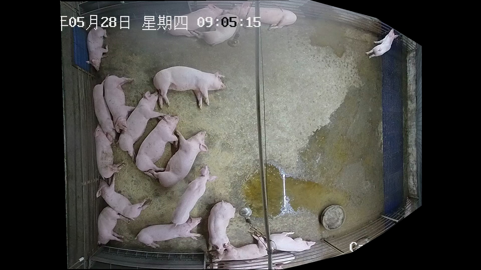 pig_detection Object Detection Dataset by pig