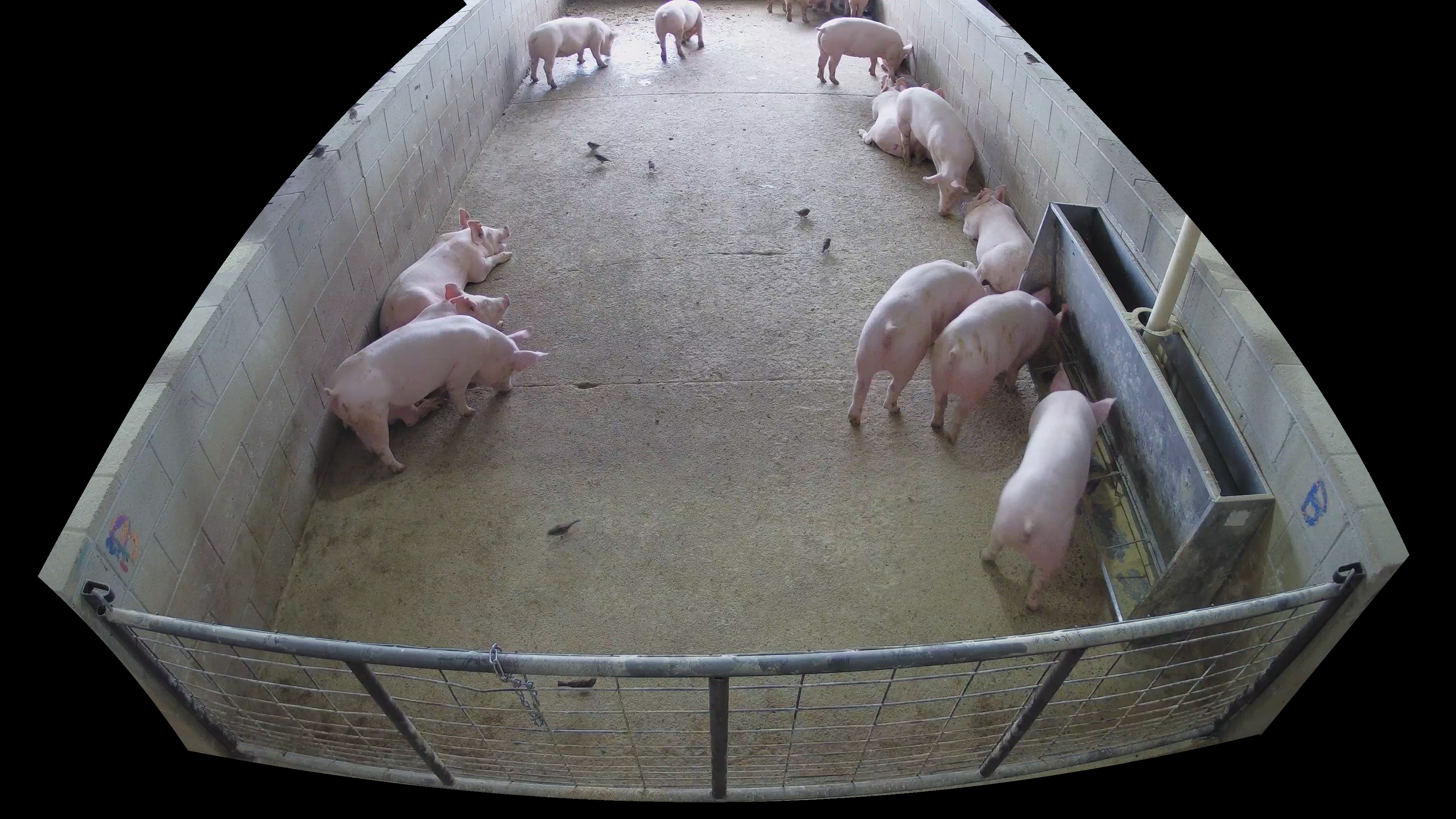 pig_detection Object Detection Dataset by pig