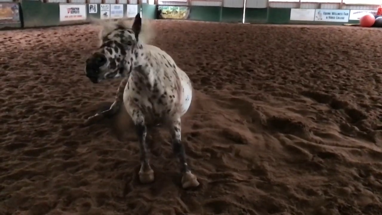 Normal Abnormal Object Detection Model By Dankzak