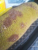 jackfruit Object Detection Dataset by 123