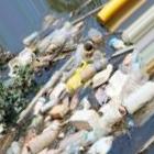 plastic waste on water Object Detection Model by Marlin