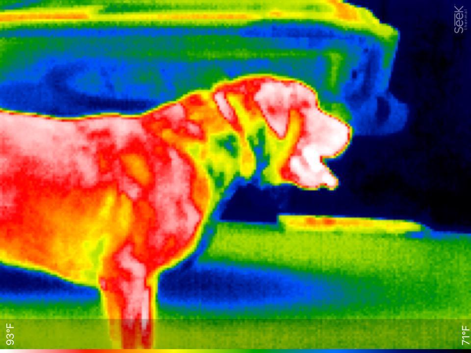 label recognition Object Detection Model by martin mathew