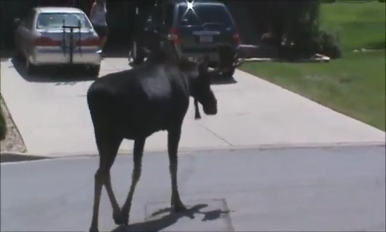 Moose Object Detection Dataset By Karthik 4641