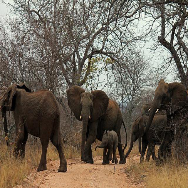 Objectdetection Object Detection Dataset And Pre Trained Model By Saiteja Emmadi