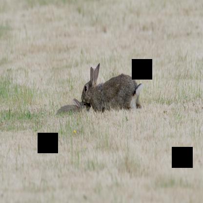 rabbit Object Detection Dataset and Pre-Trained Model by Esraa Abdelraouf
