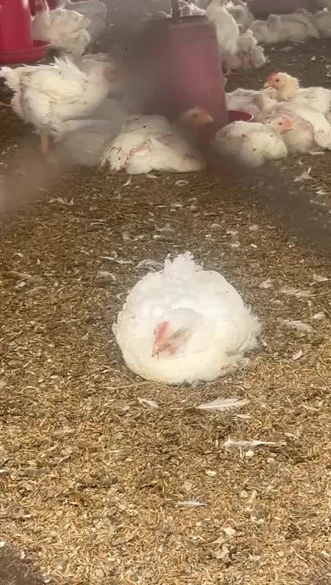 Disease Prediction Object Detection Model by Chicken disease