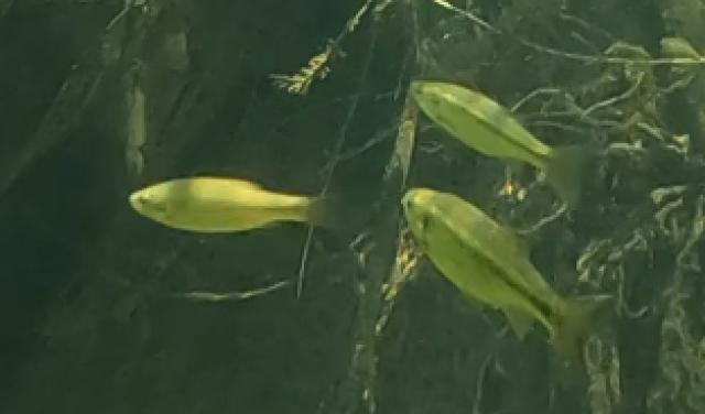 pez segment2 Instance Segmentation Dataset and Pre-Trained Model by ...