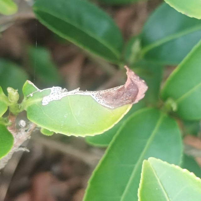Tea Leaf Disease Detection Object Detection Dataset By Tea Test