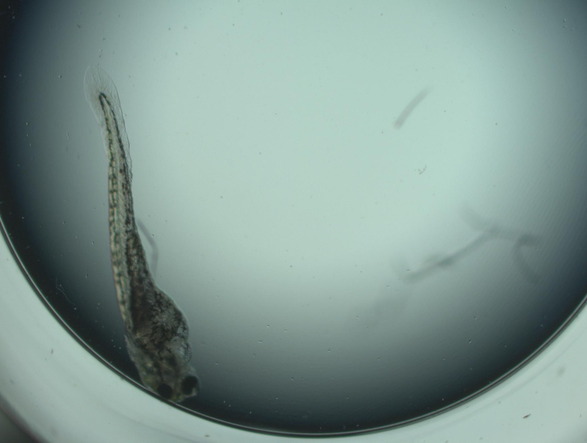 Full_Zebrafish_segementation Instance Segmentation Dataset and Pre-Trained Model by Zebra fish ...