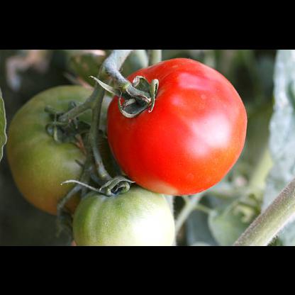 EfficientDet-Test Object Detection Dataset by new-workspace-zs7yy