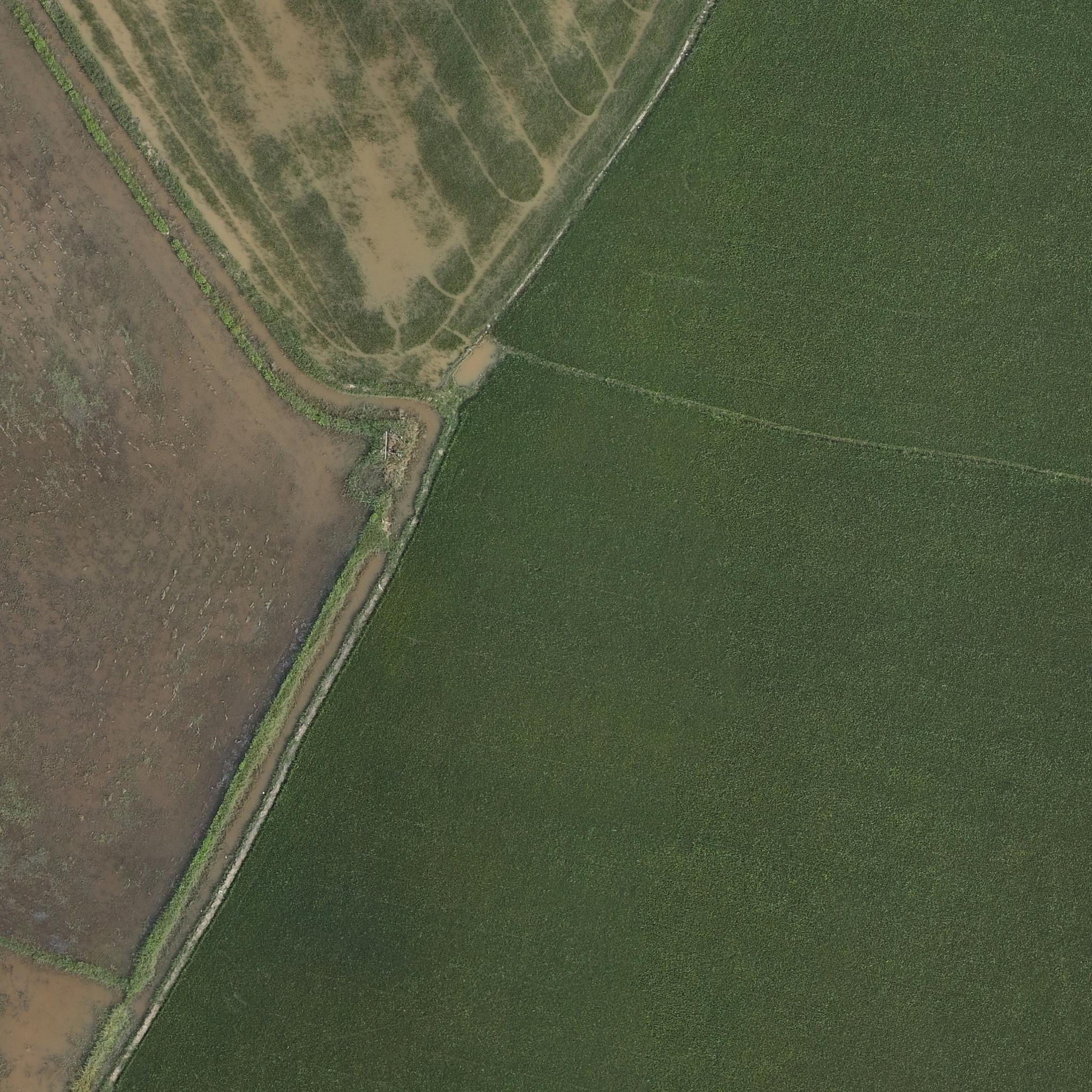 rice field Instance Segmentation Dataset and Pre-Trained Model by for test