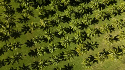 aerial trees count Object Detection Dataset by Uni