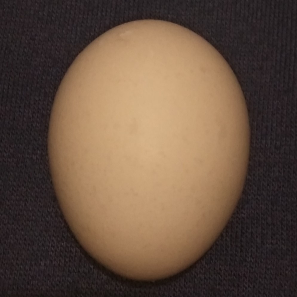 Telur Deteksi V2 Object Detection Model By Airlangga University