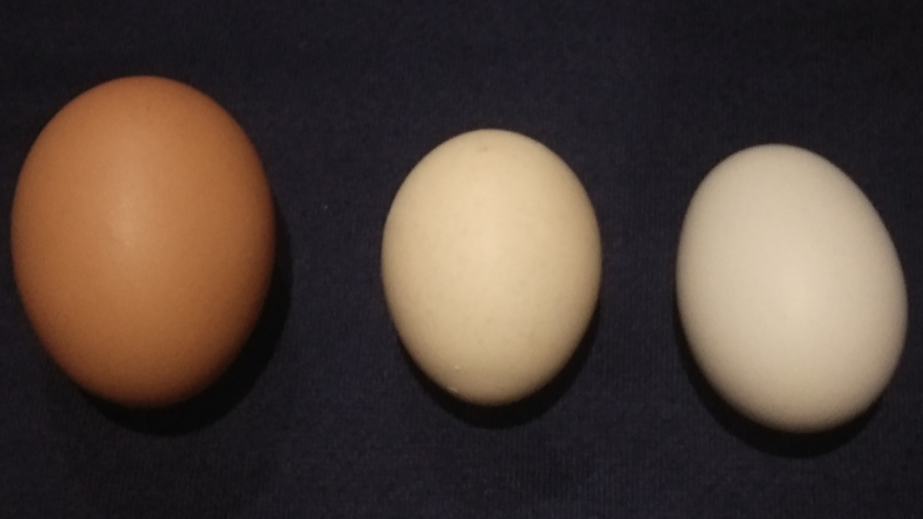 Kelompok Telur Deteksi Object Detection Model By Airlangga University