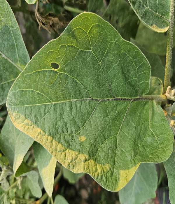 eggplant Classification Model (v5, 2025-10-11 4:22pm) by Begun Pata