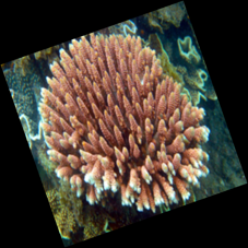 Coral Bleaching_Basic Object Detection Dataset and Pre-Trained Model by Lockie