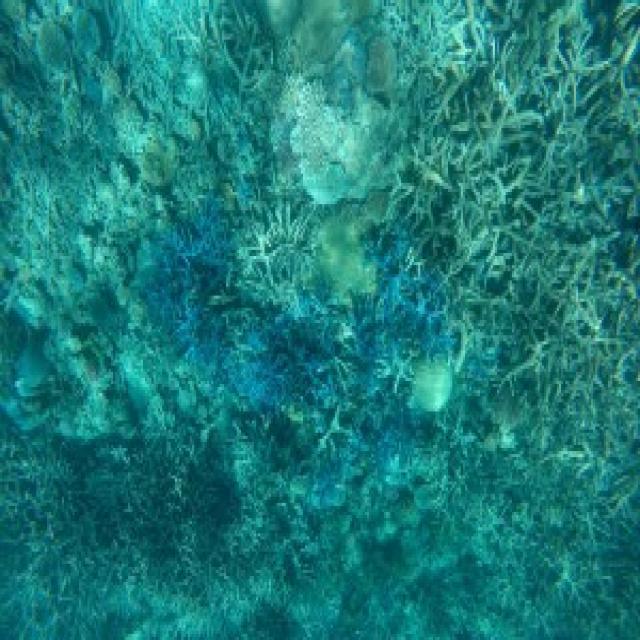 Coral Combined Object Detection Dataset and Pre-Trained Model by Lockie