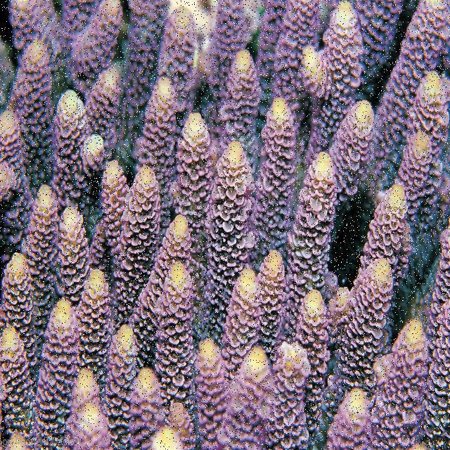 Coral Bleaching_General Object Detection Model by Lockie