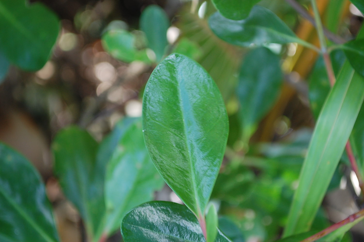 mangroves spot Object Detection Dataset and Pre-Trained Model by MSU