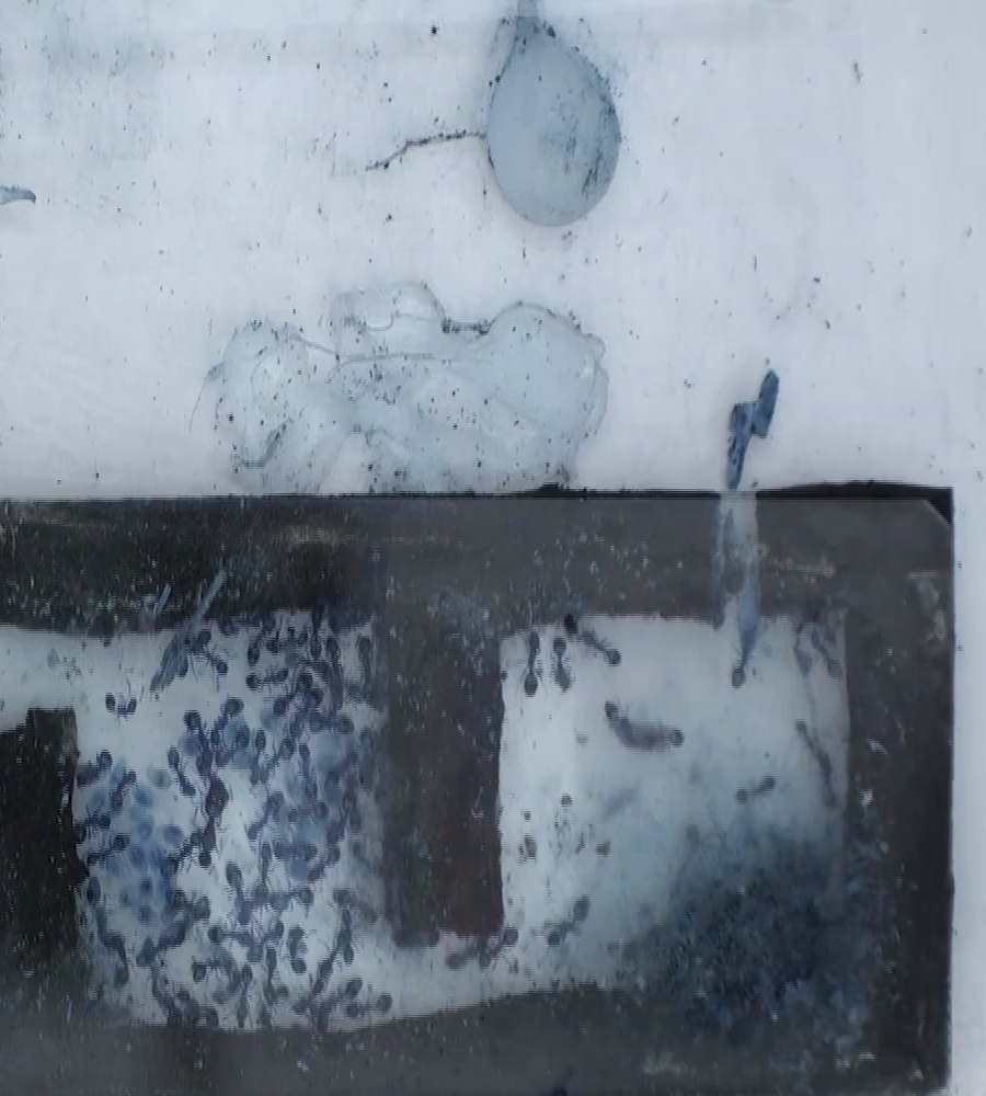 Ants detecting 2 Object Detection Model by Sorbonne University