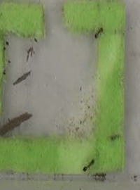 Ants_detecting_3 Object Detection Dataset and Pre-Trained Model by Sorbonne University