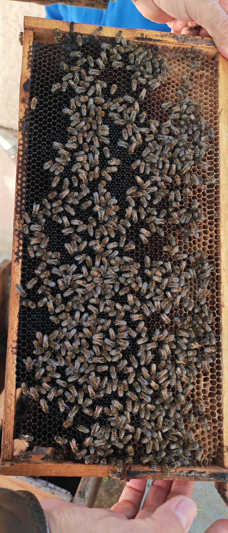 bee life cycle Object Detection Model by fa6ma